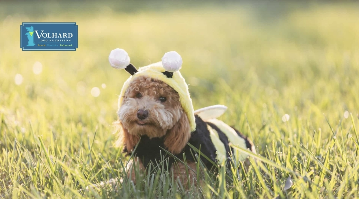 12 Health Benefits of Bee Pollen for Dogs - Volhard Dog Nutrition