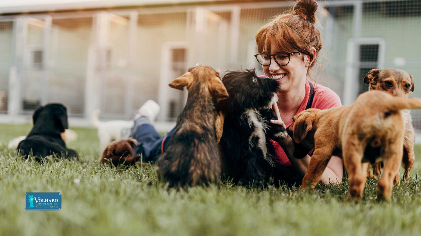 5 Ways to Support Shelter Dogs - Volhard Dog Nutrition