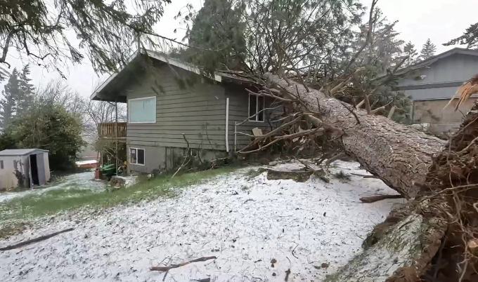 What to do when a tree falls on your house - Woodland Mills Canada