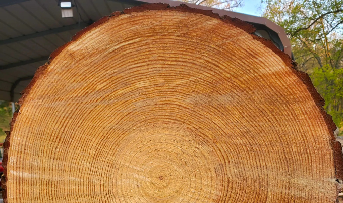 Exploring the Best Wood Species for Your DIY Woodworking - Woodland ...