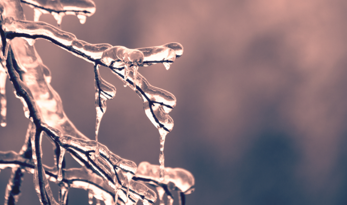 Ice Damaged Trees - Woodland Mills Canada