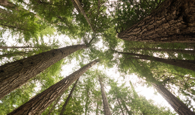Old Growth Forest - Woodland Mills Canada