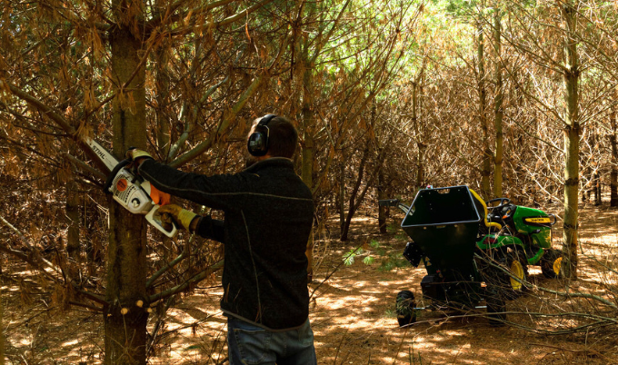 A Guide to Pine Tree Trimming - Woodland Mills Canada
