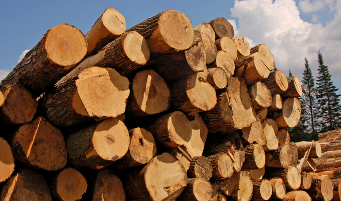 How to Sell Timber - Woodland Mills Canada