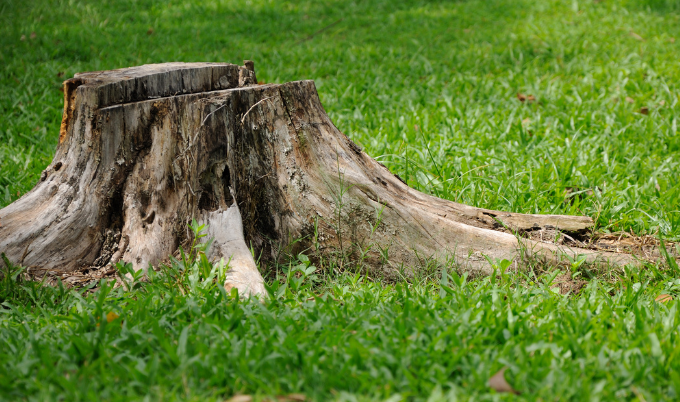 How to Remove Tree and Stump Roots - Woodland Mills Canada