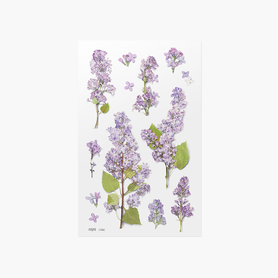 Appree Salvia pressed flower sticker - Fallindesign