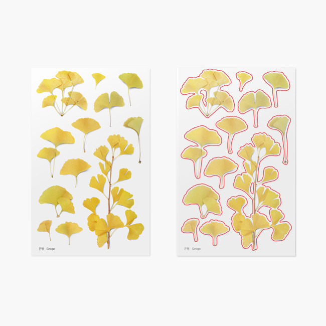 Appree Ginkgo pressed flower sticker - Fallindesign.com