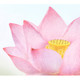 Appree Lotus small sticky memo notes - Fallindesign.com