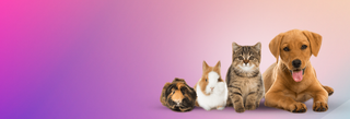 VetSupply.Online