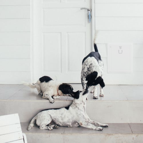 Custom Dog Door Options (For Doors or Walls) - Security Boss Pet Doors