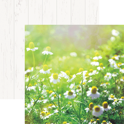 FIELD OF DAISIES - DOUBLE SIDED 12X12 PAPER - Want2Scrap