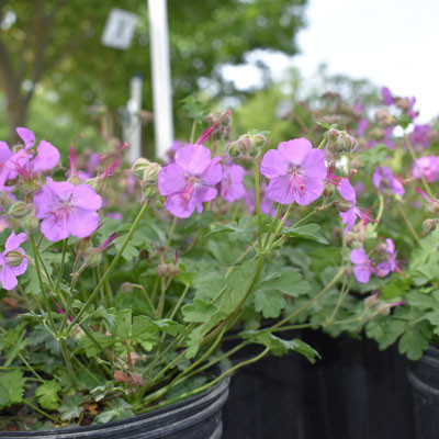 Geranium 'Raven' - Horsford Gardens and Nursery