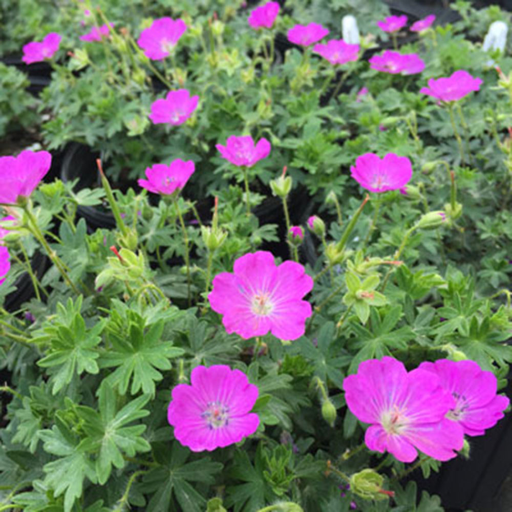 Geranium 'Tiny Monster' - Horsford Gardens and Nursery