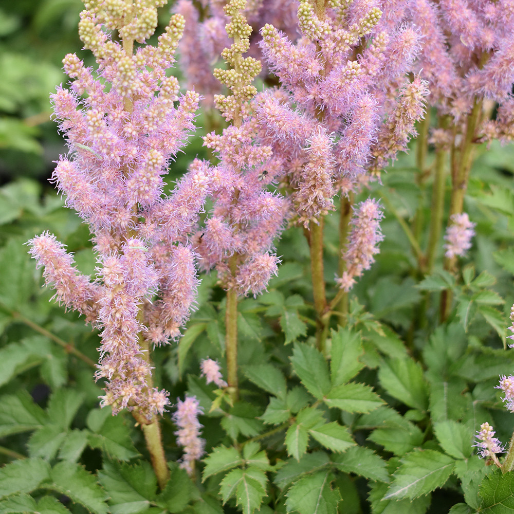 Astilbe chinensis 'Pumila' - Horsford Gardens and Nursery