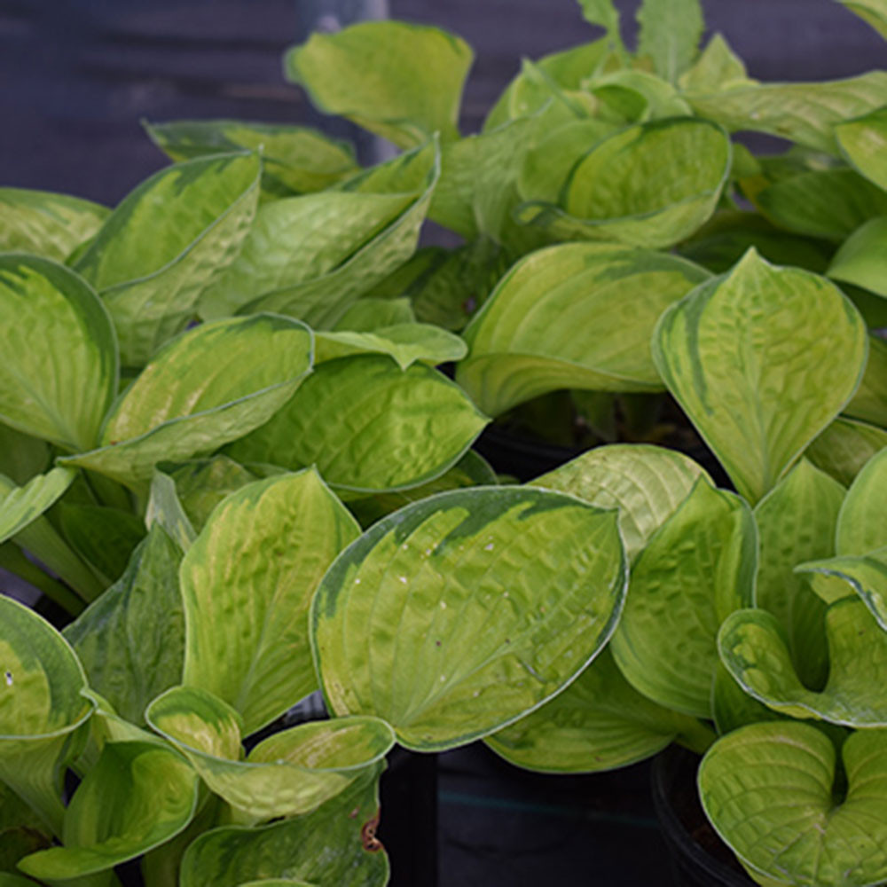 Hosta 'Rainforest Sunrise' - Horsford Gardens and Nursery
