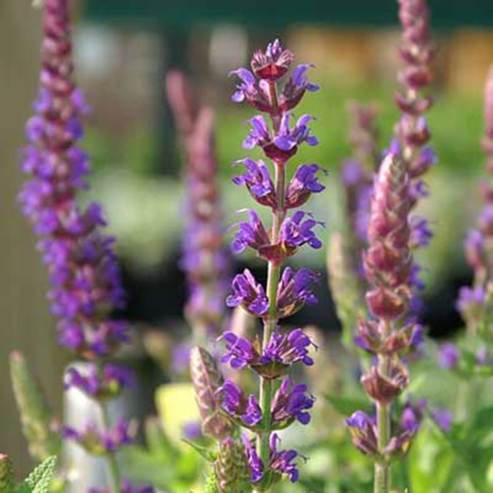 Salvia nemorosa 'Marcus' - Horsford Gardens and Nursery