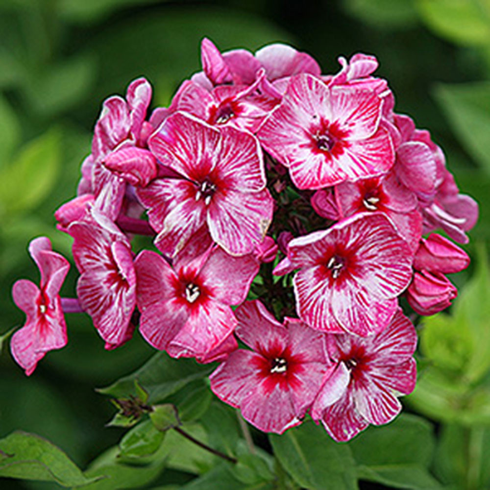 Phlox