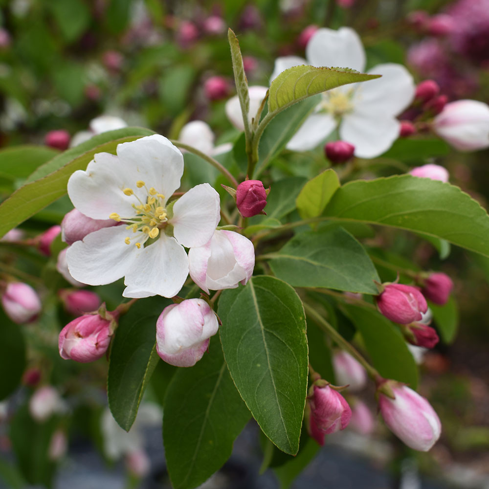 Crabapple