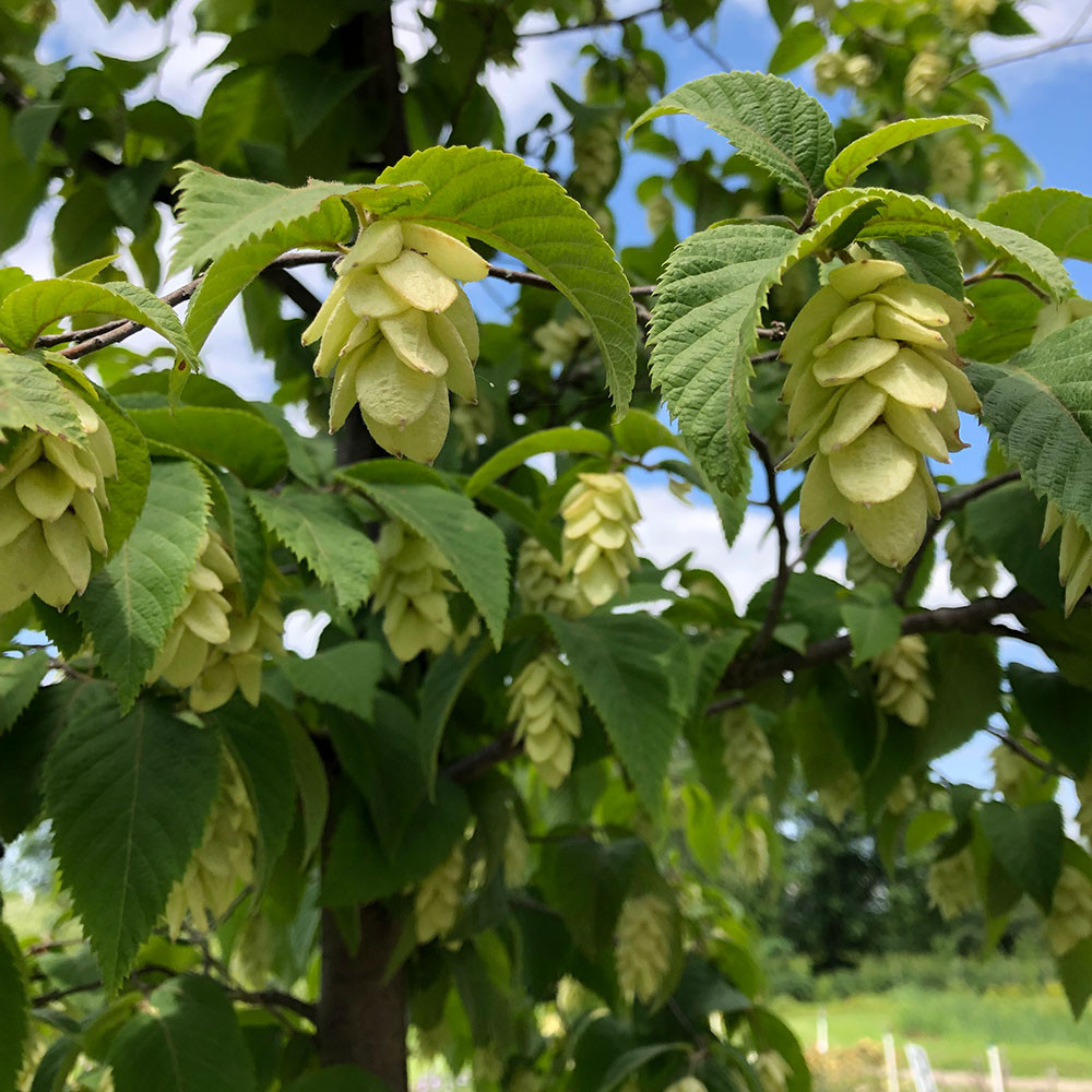 Carpinus caroliniana - Horsford Gardens and Nursery