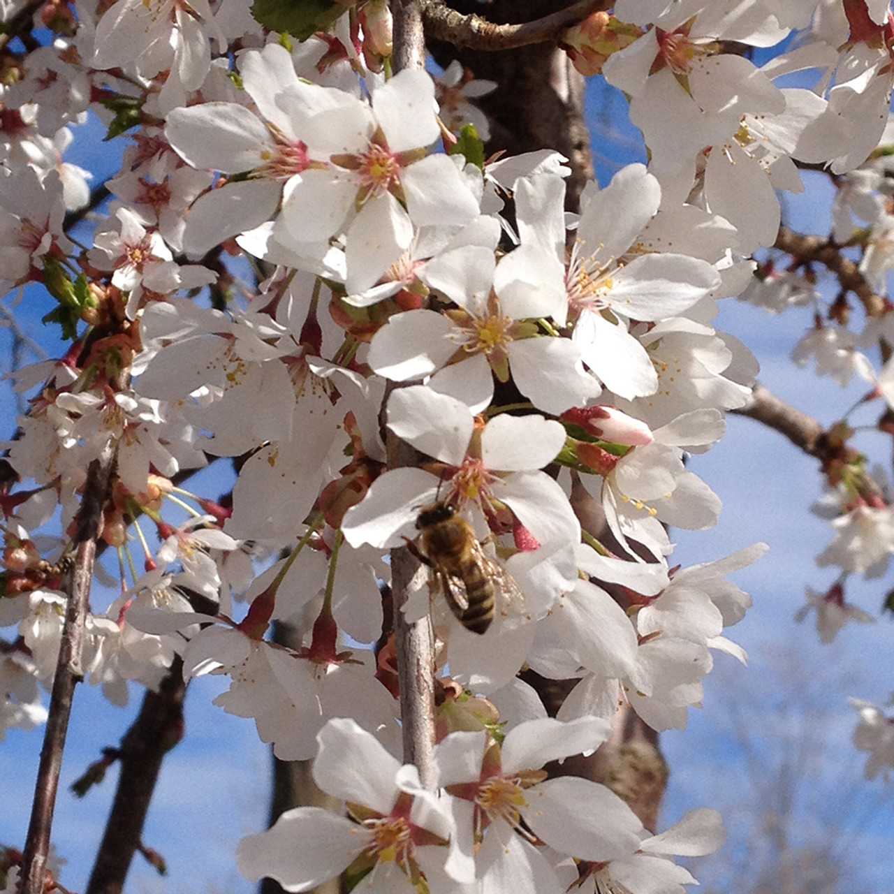 Dwarf Weeping Cherry Products - Horsford Gardens and Nursery