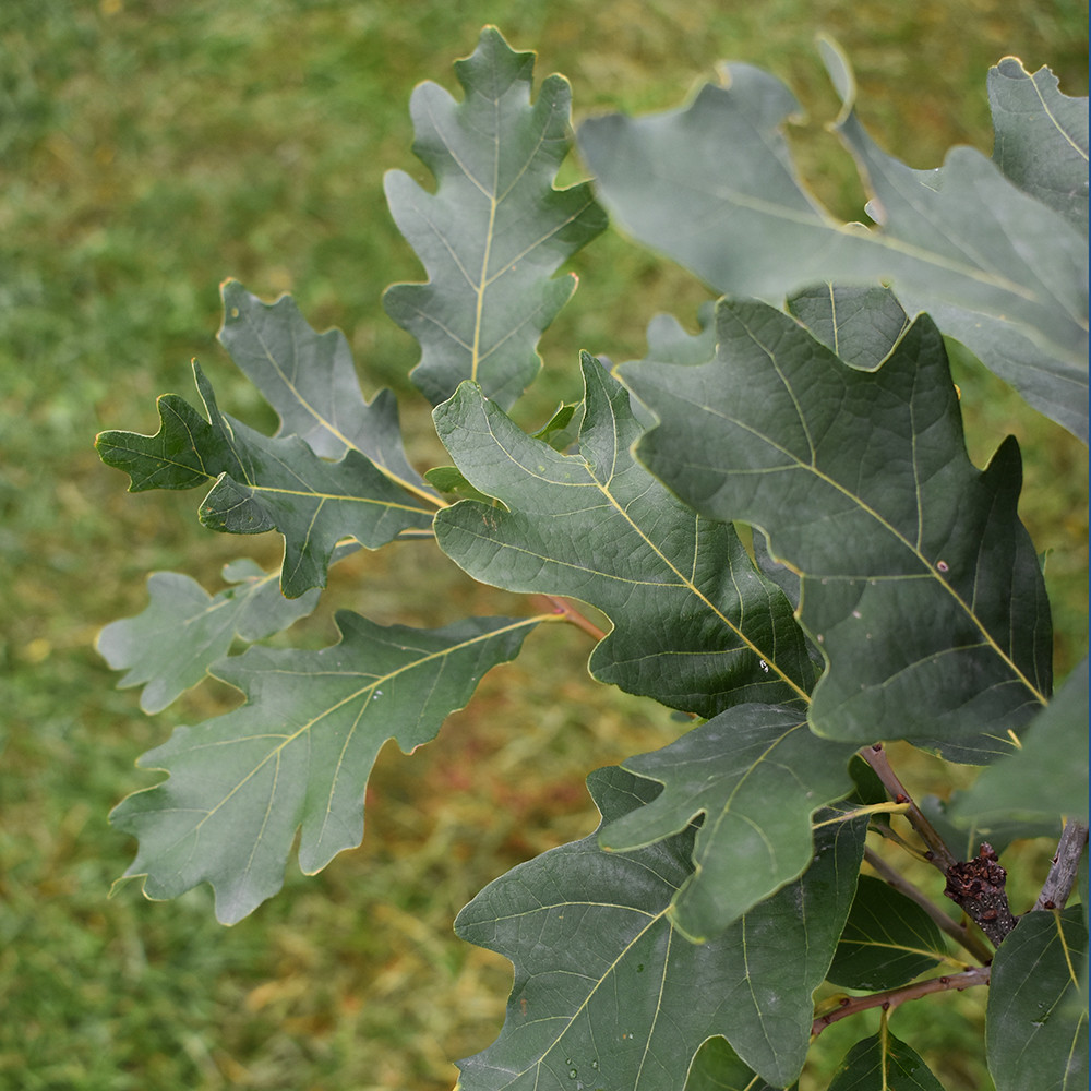 Quercus bicolor - Horsford Gardens and Nursery