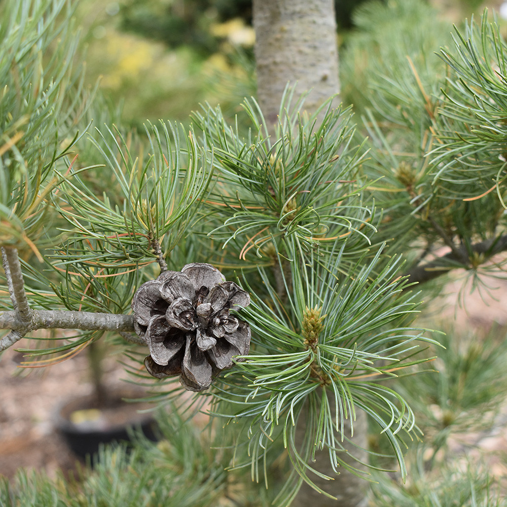 Pinus strobus - Horsford Gardens and Nursery