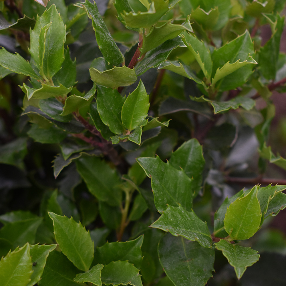 Broadleaf Evergreens