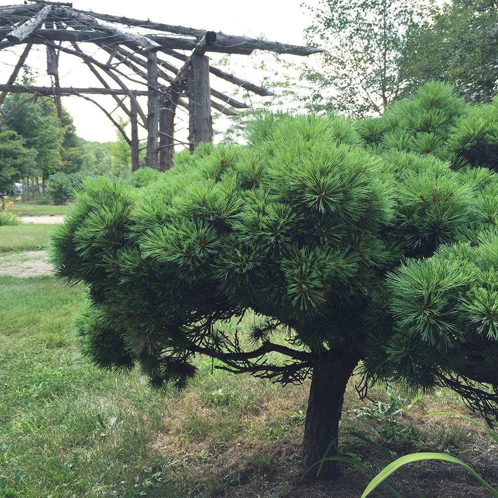 Pinus strobus - Horsford Gardens and Nursery