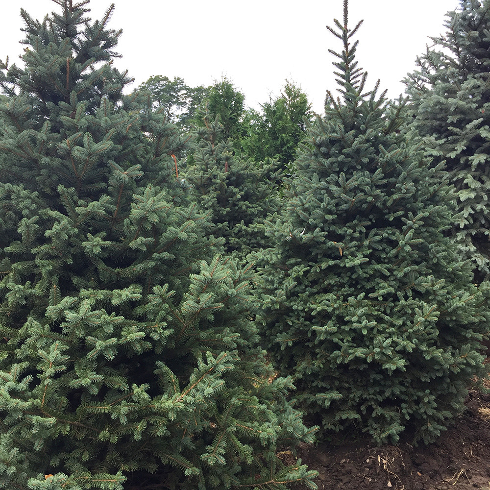 Picea glauca - Horsford Gardens and Nursery