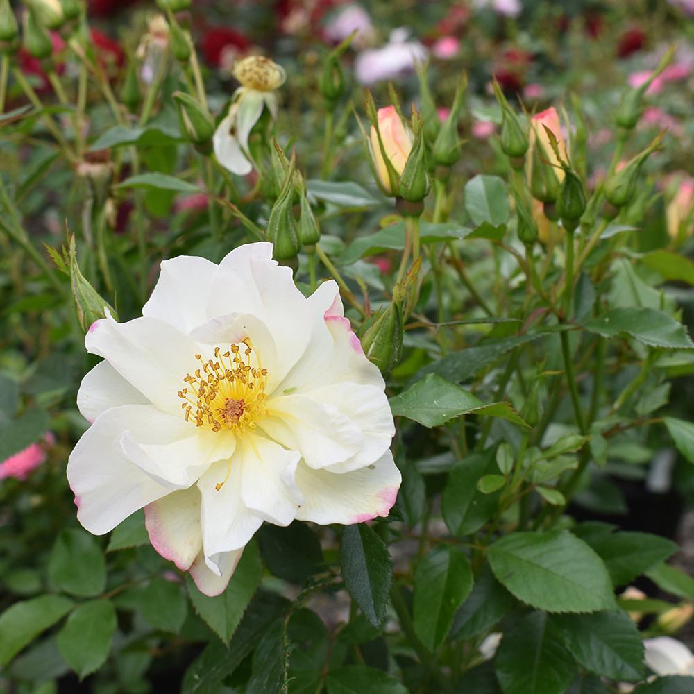 Rosa 'Oscar Peterson' - Horsford Gardens and Nursery