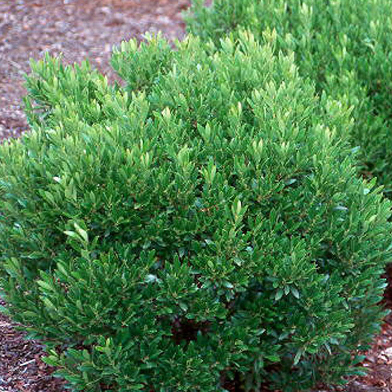 Ilex Glabra Gem Box Horsford Gardens And Nursery Ilex Glabra Gem Box Horsford Gardens And Nursery