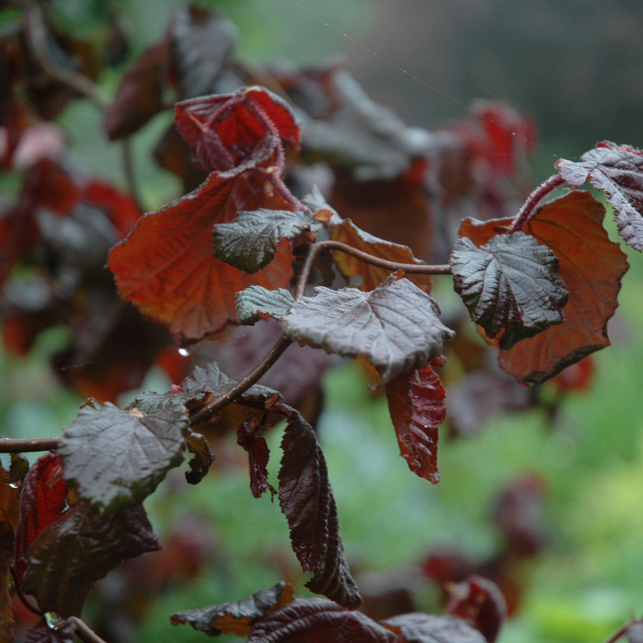 Corylus avellana 'Red Dragon' - Horsford Gardens and Nursery