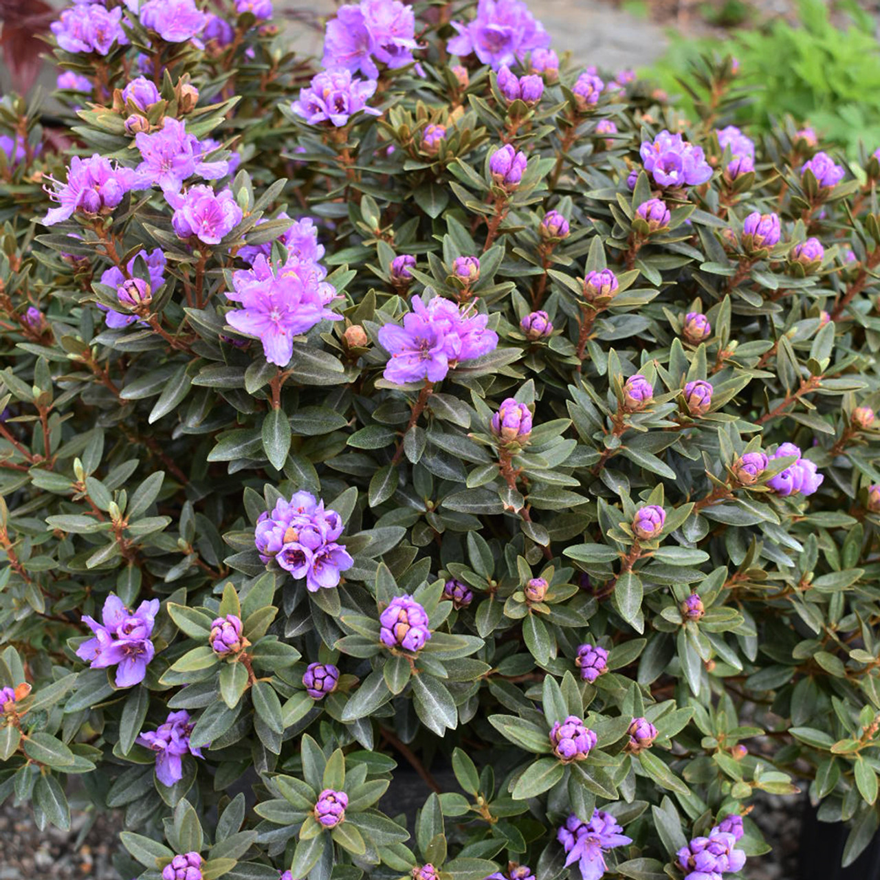 Small Leaf Rhododendron Products - Horsford Gardens and Nursery Small Leaf Rhododendron Products - Horsford Gardens and Nursery