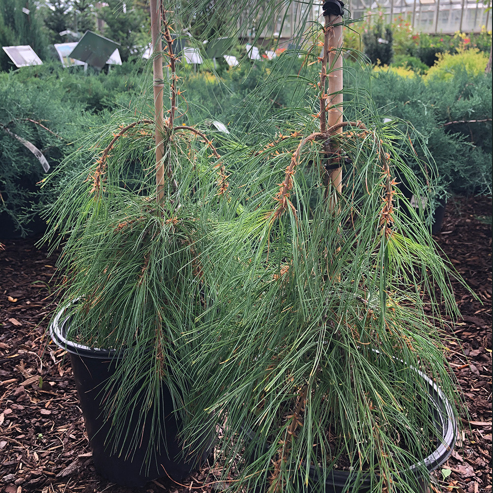 Pinus strobus - Horsford Gardens and Nursery