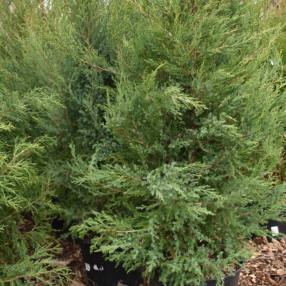 Juniperus virginiana 'Brodie' - Horsford Gardens and Nursery