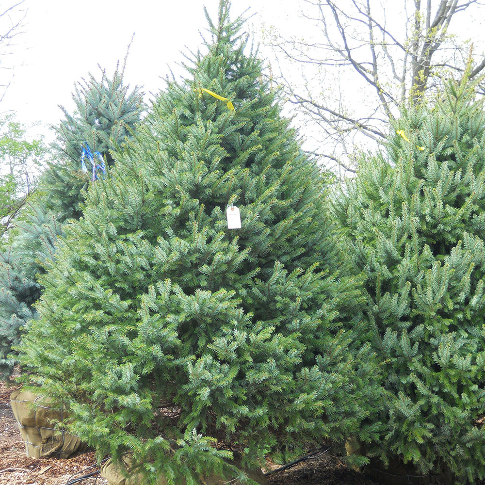 Picea glauca - Horsford Gardens and Nursery