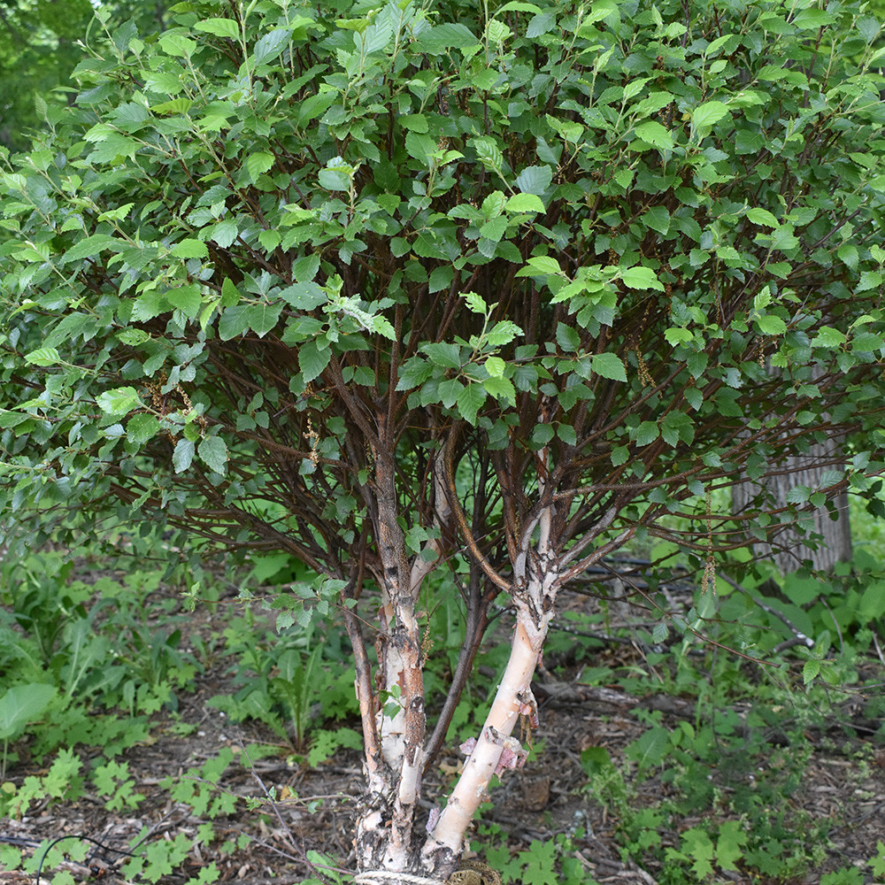 Betula nigra 'Heritage' (Clump) - Horsford Gardens and Nursery