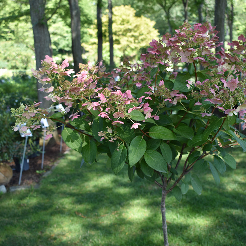 Hydrangea paniculata 'Little Quick Fire' - Horsford Gardens and Nursery