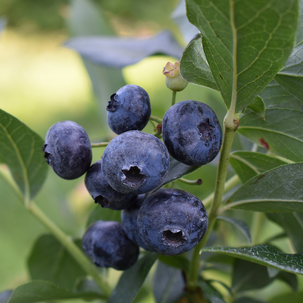 Blueberry