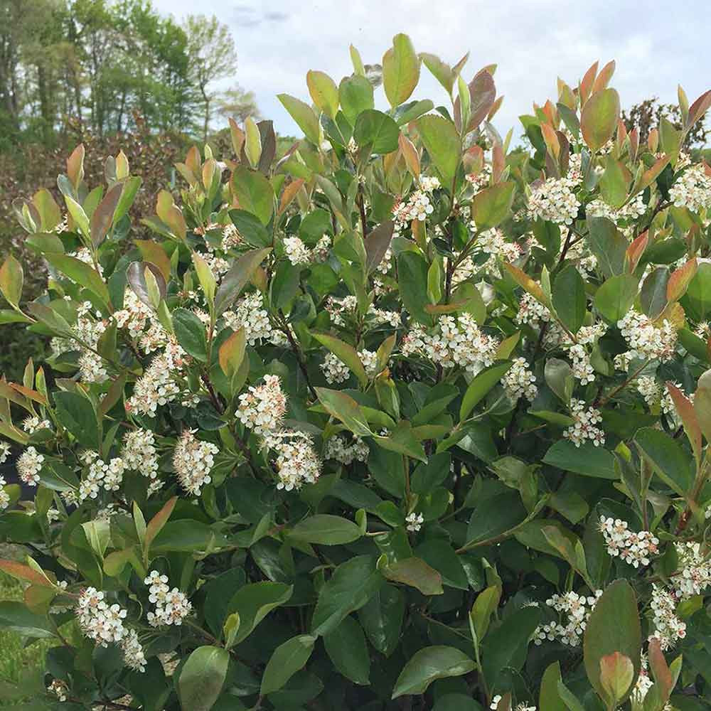 Aronia melanocarpa 'Viking' - Horsford Gardens and Nursery