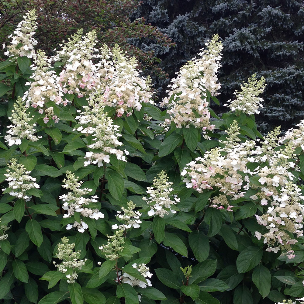 Hydrangea paniculata 'Tardiva' - Horsford Gardens and Nursery