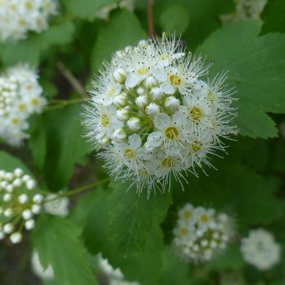 Physocarpus opulifolius 'Nanus' - Horsford Gardens and Nursery
