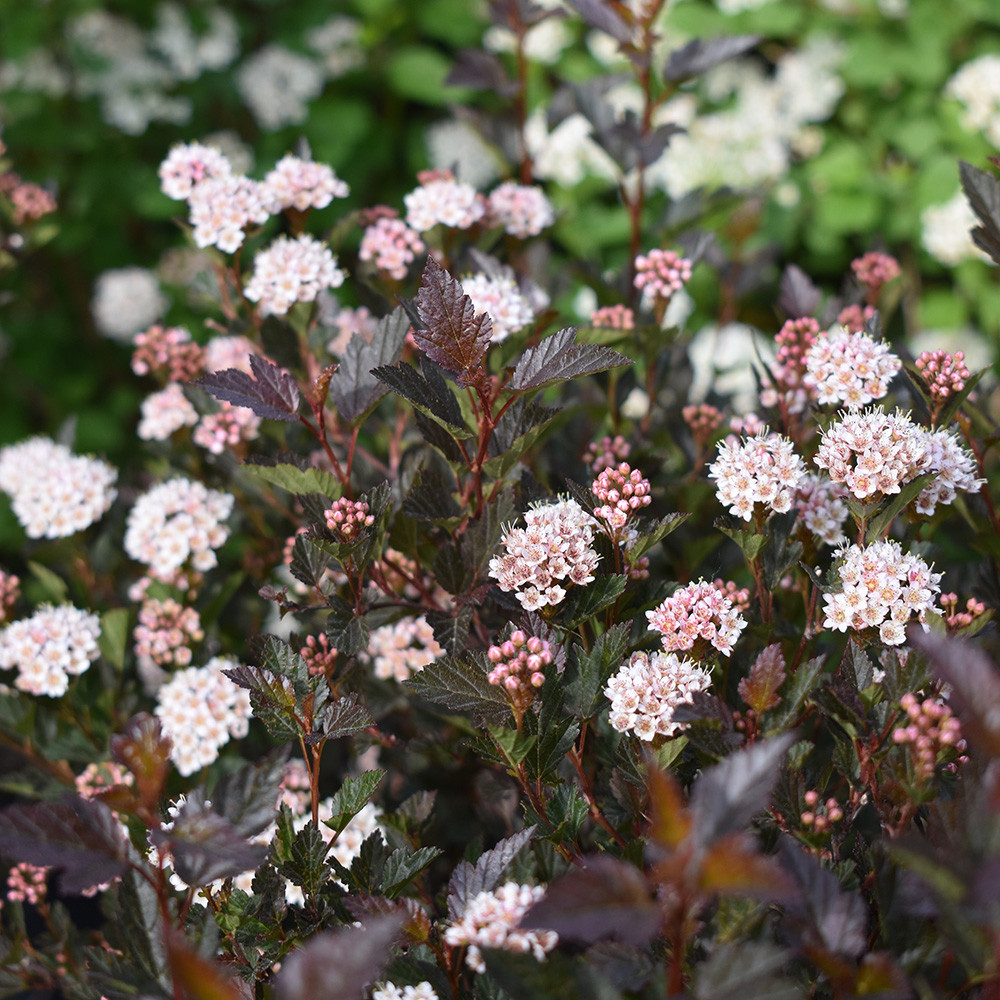 Physocarpus opulifolius 'Little Devil' - Horsford Gardens and Nursery