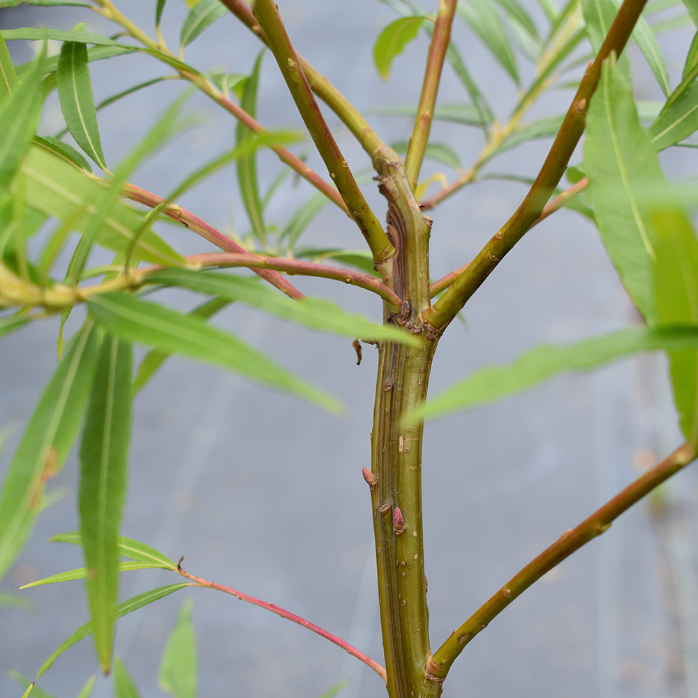 Salix discolor - Horsford Gardens and Nursery