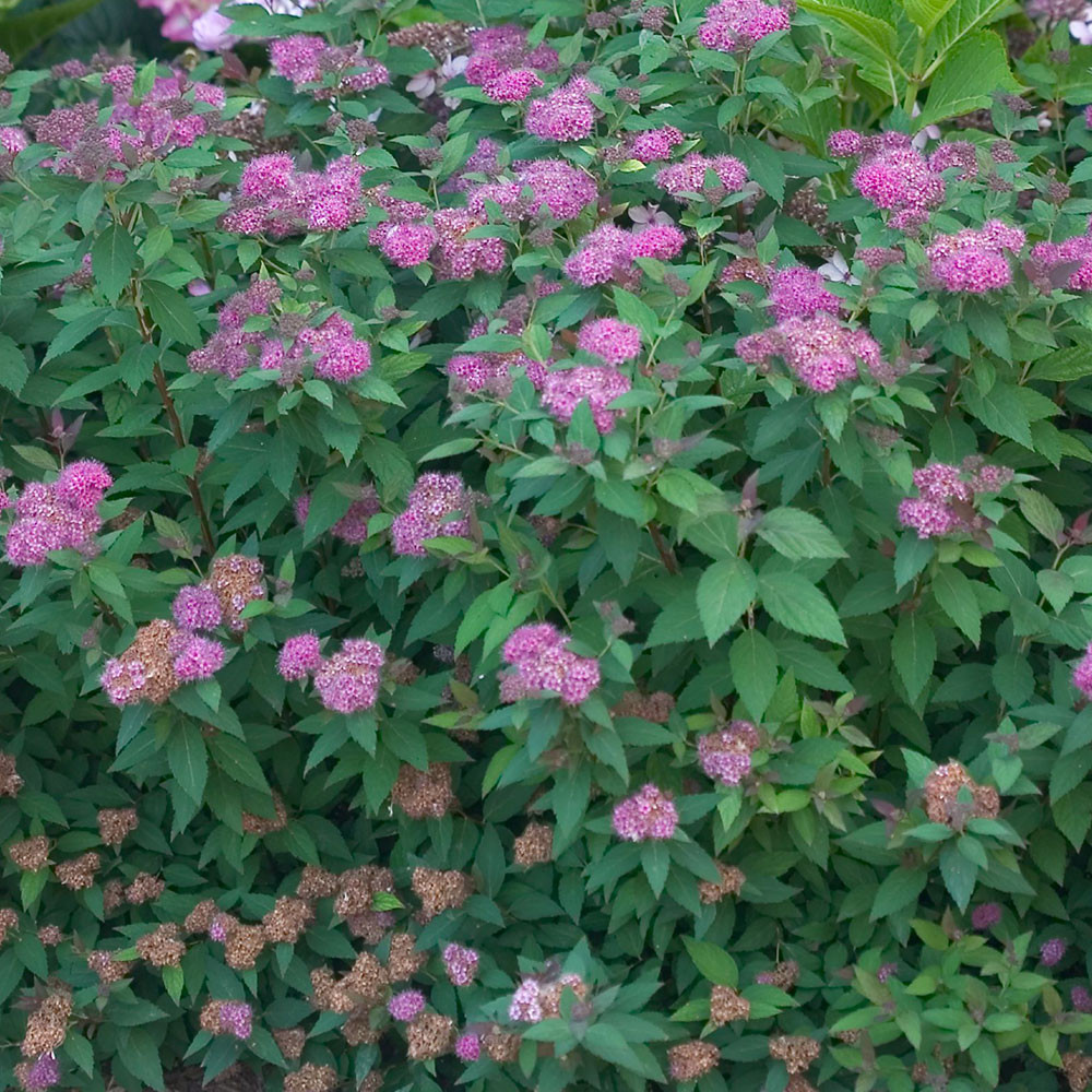 Spirea