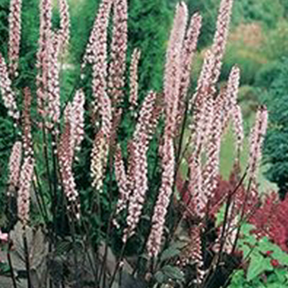 Plant Catalog - Page 2