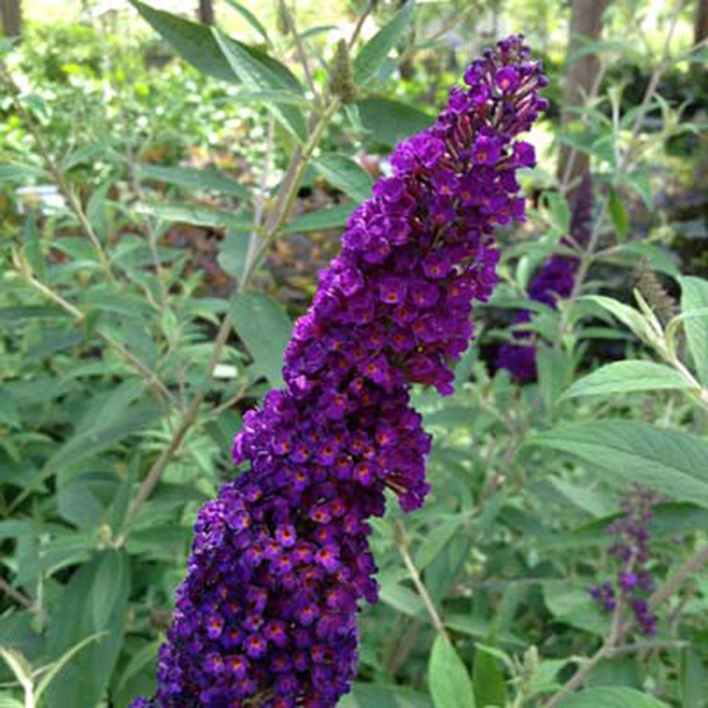 Buddleia 'Purple Haze' - Horsford Gardens and Nursery