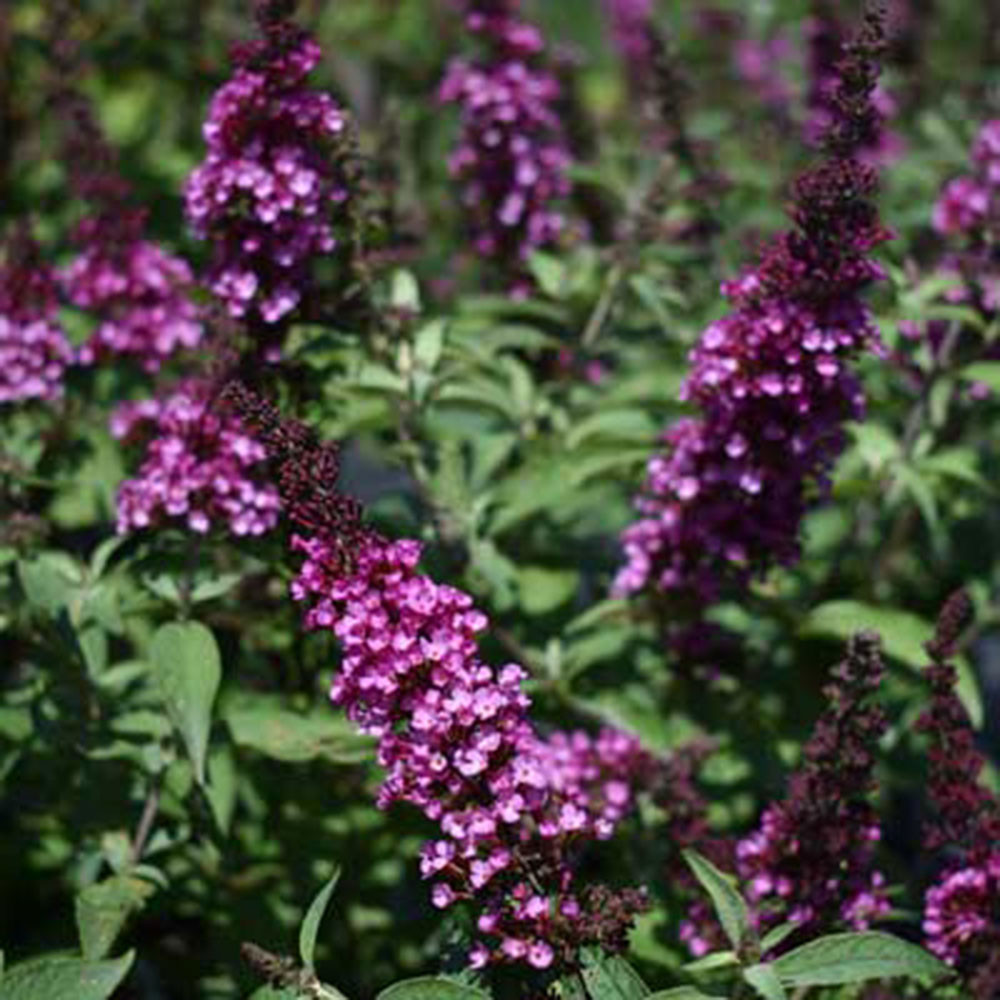 Buddleia 'Buzz Hot Raspberry' - Horsford Gardens and Nursery