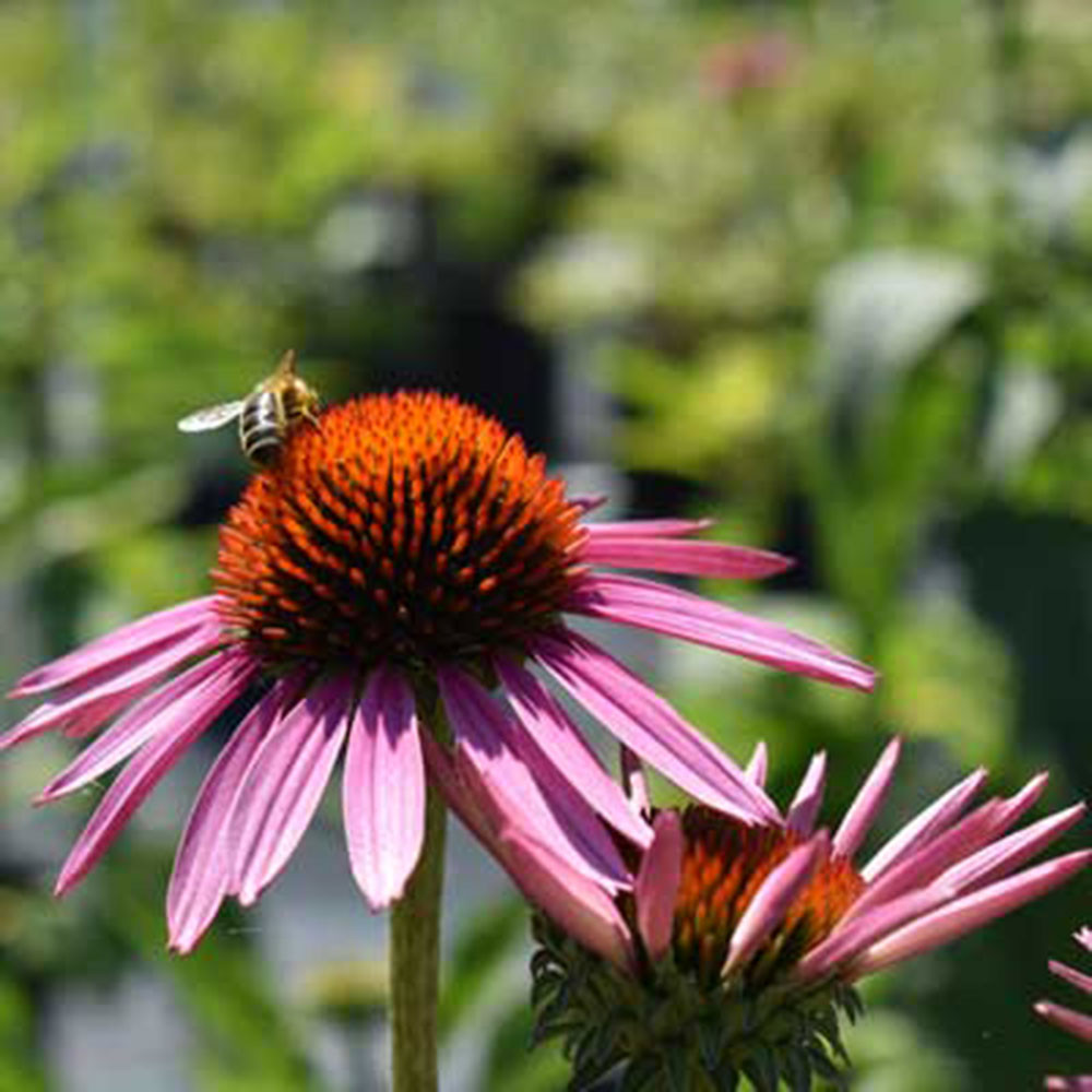 Echinacea purpurea 'Ruby Star' - Horsford Gardens and Nursery