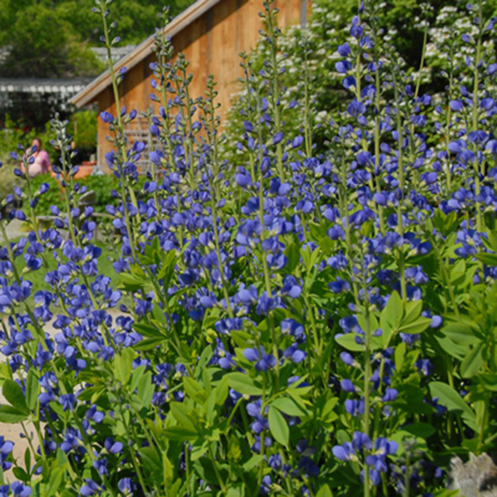 Baptisia australis - Horsford Gardens and Nursery
